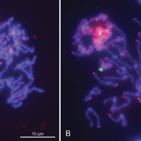Fish With The “vertebrate” Ttagggn Telomeric Probe Red Signals On