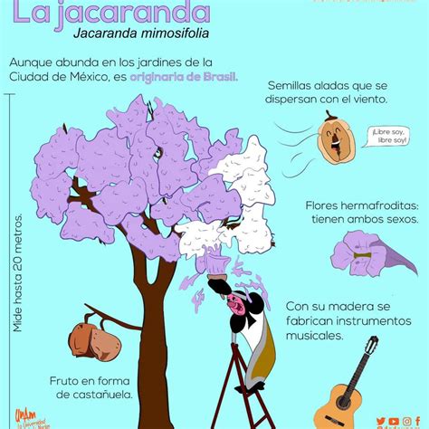 Cuáles Son Las Propiedades Curativas De La Jacaranda Según Expertos De