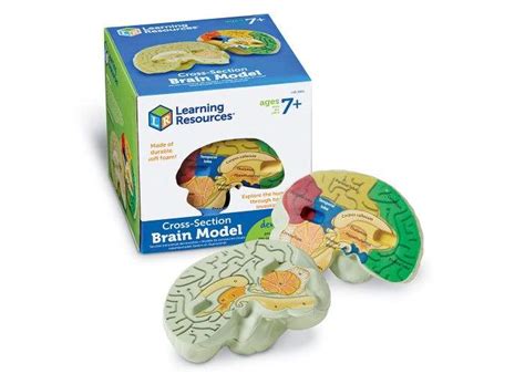Cross Section Human Brain Model Learning Resources Stemfinity