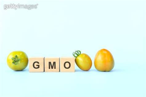 Gmo Or Genetically Modified Organisms Food And Crop Concept Typography In Blue Background 이미지