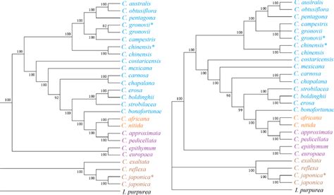 The Phylogenetic Trees Of 23 Cuscuta Species And Ipomoea Purpurea As