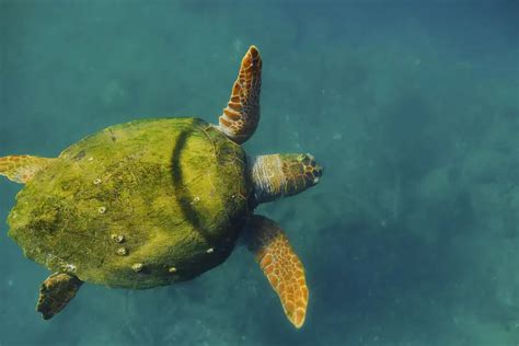 All About Algae Aquatic Live Food