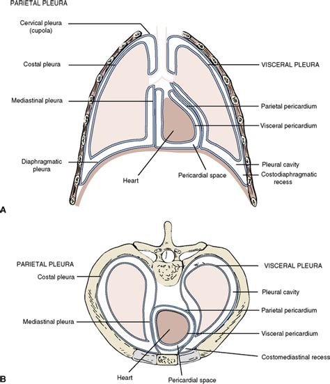 3 The Thorax Pocket Dentistry