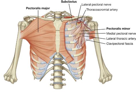 Thorax Basicmedical Key