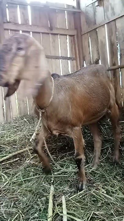 Kambing Lucu Di Kandang Shortvideo Youtube