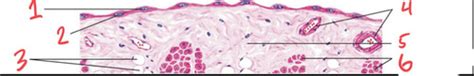 Epithelial Tissue Flashcards Quizlet