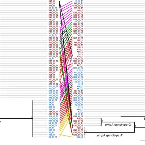 Mid Point Rooted Bayesian Phylogenetic Trees Constructed Using The Download Scientific Diagram