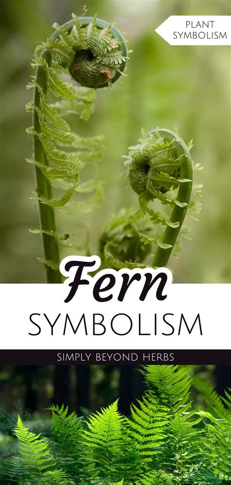 Fern Meaning Artofit