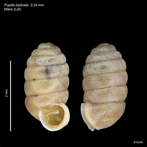 Pupilla Triplicata Slem Slem Flickr