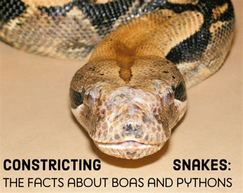 Reticulated Python Vs Ball Python Compare Guide