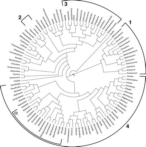 The Supertree Built By Super3gl For Biological Data From Additional Download Scientific Diagram