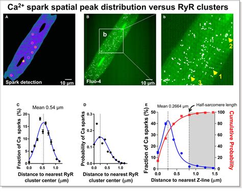 Figure 1 From Ryanodine Receptor Cluster Size Affects Arrhythmogenic