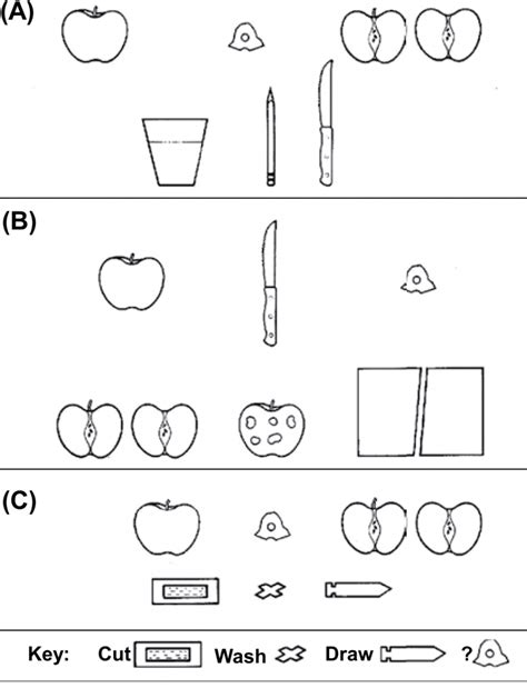 Causality Comparative Psychology Evolution And Development Of Brain And Behavior