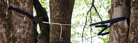 Tree Cable Bracing London London Tree Surgeons