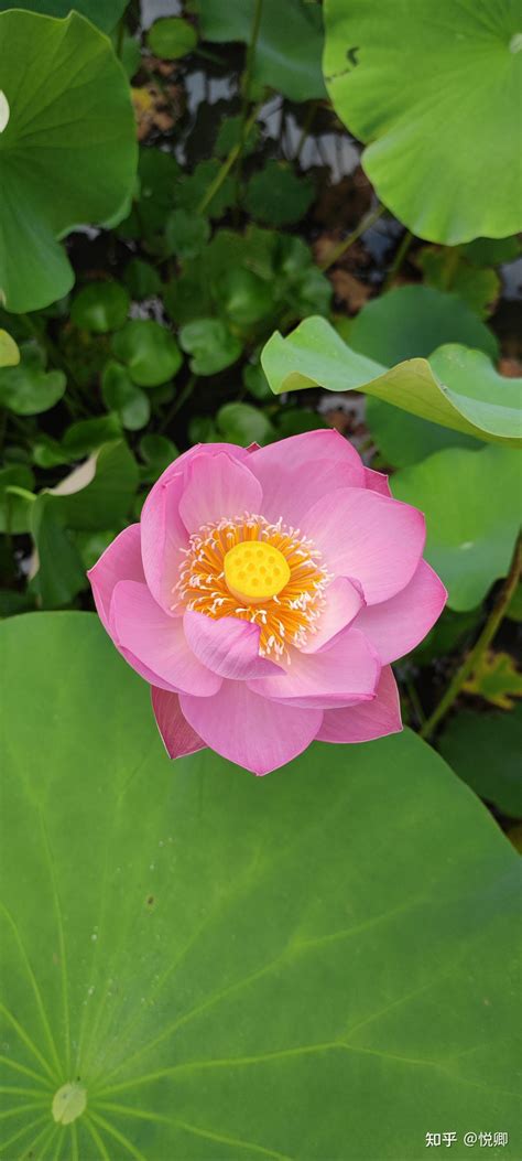 认知 知乎