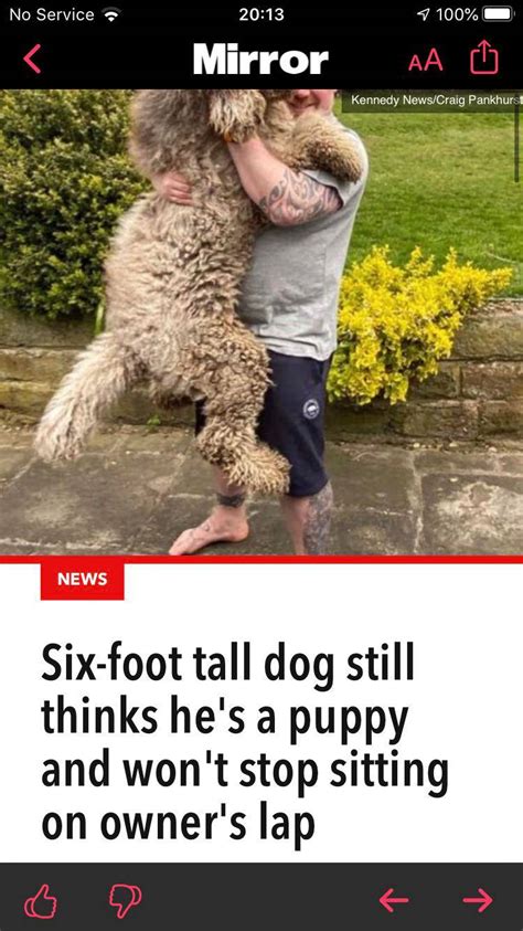 Good Boy Scrolller