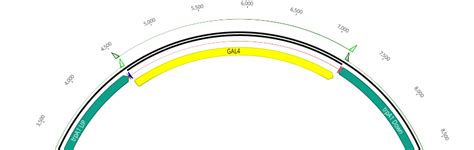 Single Site Gateway Cloning Geneious