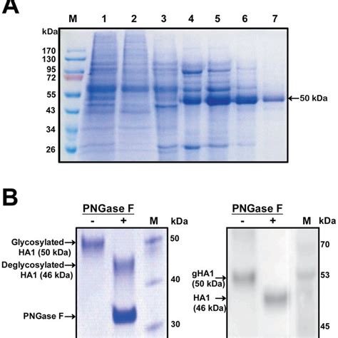 The Gha1 Protein Charged In Ni Nta Spin Trap Columns Was Eluted With Download Scientific
