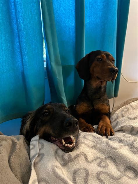 Diddi Och Dudde R Gulligt