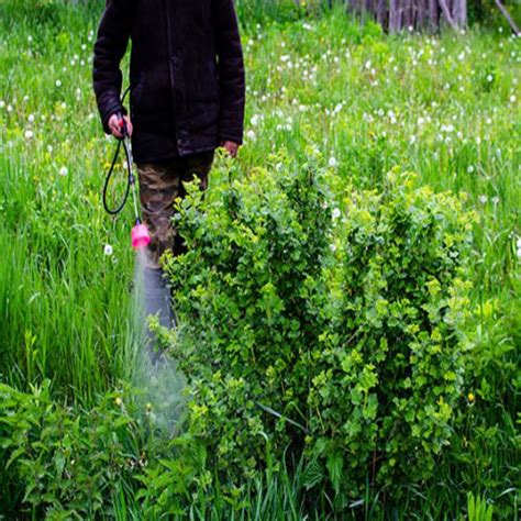 Tree Shrub Insect Control Murray UT ARK Green Works