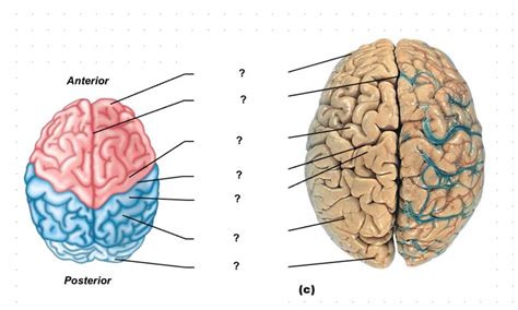 Brain Pt 2 Diagram Quizlet