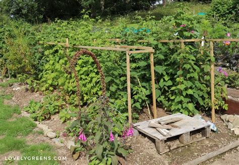 Quick And Easy Diy Raspberry Trellis • Lovely Greens