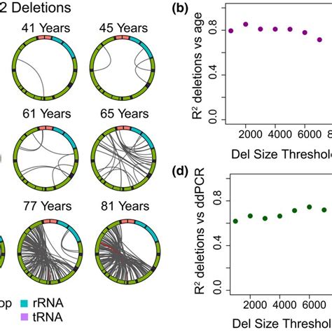 Large Mtdna Deletions Mapped Using Combined Minimap2 Alignments A Download Scientific