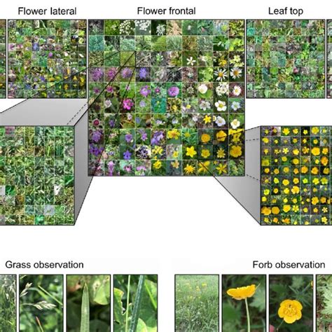 Overview Of The Approach Illustrating The Individually Trained Cnns And Download Scientific