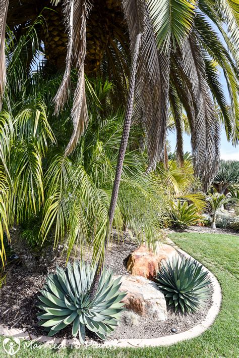 Agave Propagation From Bulbils