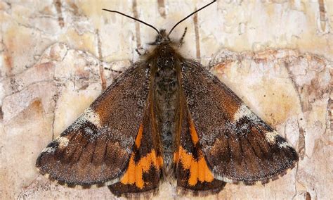 Orange Moth Species