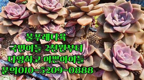 물푸레다육 국민이 군생들 2천원짜리도 다양하고 이쁜아이들~~~ 문의010 5209 0888 경기도 시흥시 군자동645