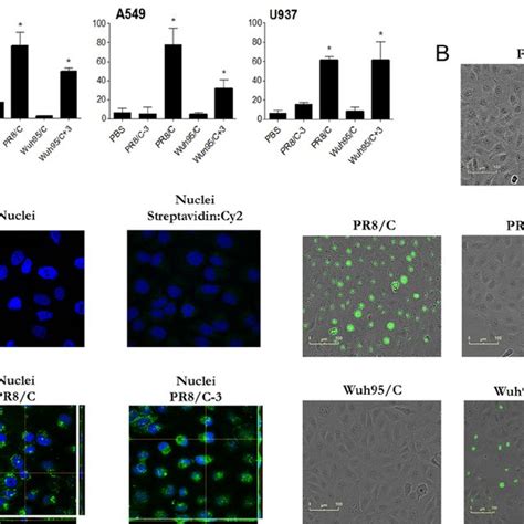 Growth Kinetics Of Pr8 And Pr8 3 In Various Cell Lines Mdck A549 Or