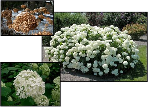 Annabelle Hydrangea Hinsdale Nurseries Welcome To Hinsdale Nurseries