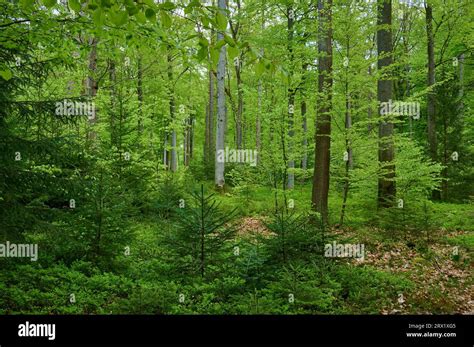 Mischwald Aus Fichte Und Buche Fotos Und Bildmaterial In Hoher
