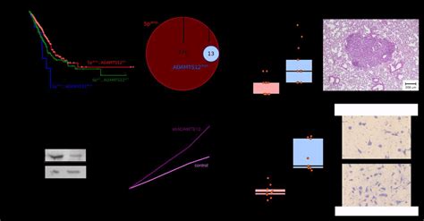 Truncating Mutations Of Adamts12 Are Associated To Increased Tumor Download Scientific Diagram