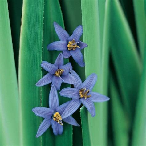Dianella Caerulea