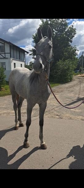 Арт 9726 КОБЫЛКА ОРЛОВСКОЙ РЫСИСТОЙ ПОРОДЫ масть серая 2023 год рождения рост 155 см Имеет