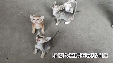五只小猫咪饿了在一直叫着拿了盆猪肉饭来喂母猫和小猫都爱吃 YouTube