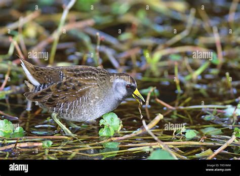Sora Crake Porzana Carolina On Water Plants Usa Florida Gainesville Sweetwater Wetlands