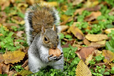 Squirrel Chipmunk Nut Free Photo On Pixabay Pixabay