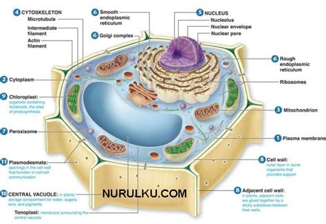 Fungsi Mikrotubulus Pada Sel Tumbuhan Homecare