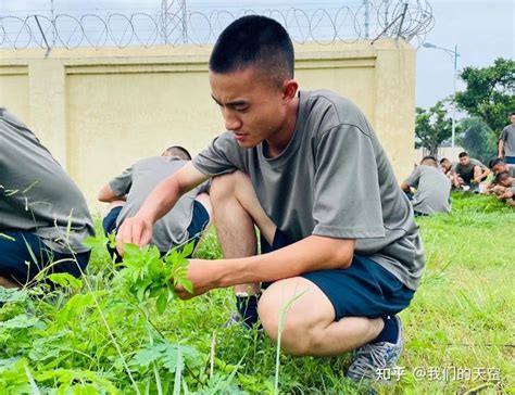 神奇的中药——神通广大的 鬼针草” 知乎
