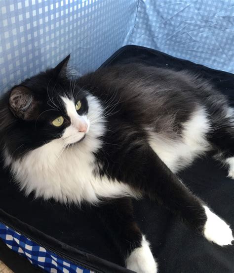 Solve Izzy Relaxes As The Remodeling Work Continues Jigsaw Puzzle Online With 168 Pieces