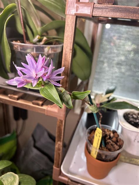 Dendrobium Winter Rest R Orchids