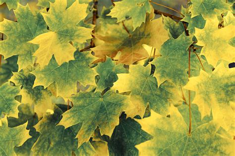 가을 자연 배경 근접 촬영 노란 녹색 나뭇잎 자연의 아름다움 추상적인 단풍잎 가을 단풍의 환경 질감 패턴 가을 색깔의 장면 빈티지 색상 미적 자연 9월에 대한 스톡 사진 및