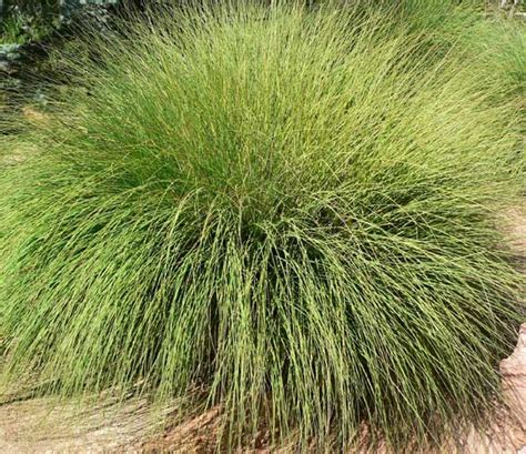 Basketry With Deer Grass Flower Stalks