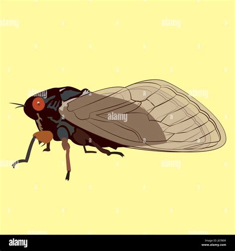 Vector Image Of 17 Year Cicada That Only Appears Every Seventeen Years