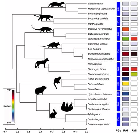 Functional Diversity Dendrogram Grouping Medium And Large Sized Mammals