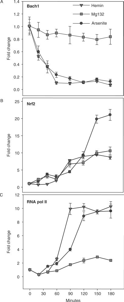 Association Of Nrf2 And Bach1 Dna Binding With Transcriptional Download Scientific Diagram