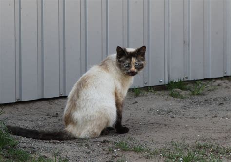Котяра ))) :: ViP_ Photographer – Социальная сеть ФотоКто